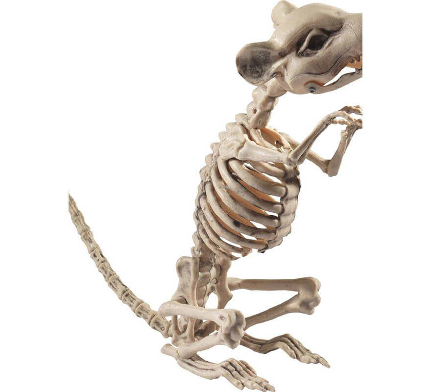 Esqueleto de Rata 9x28x33cm